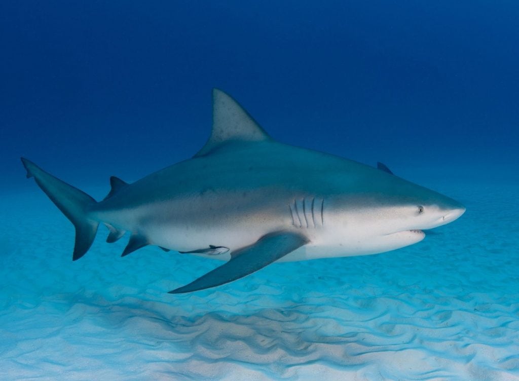 Shark Dream Meaning | Get Your Dream Interpretation Now!!!