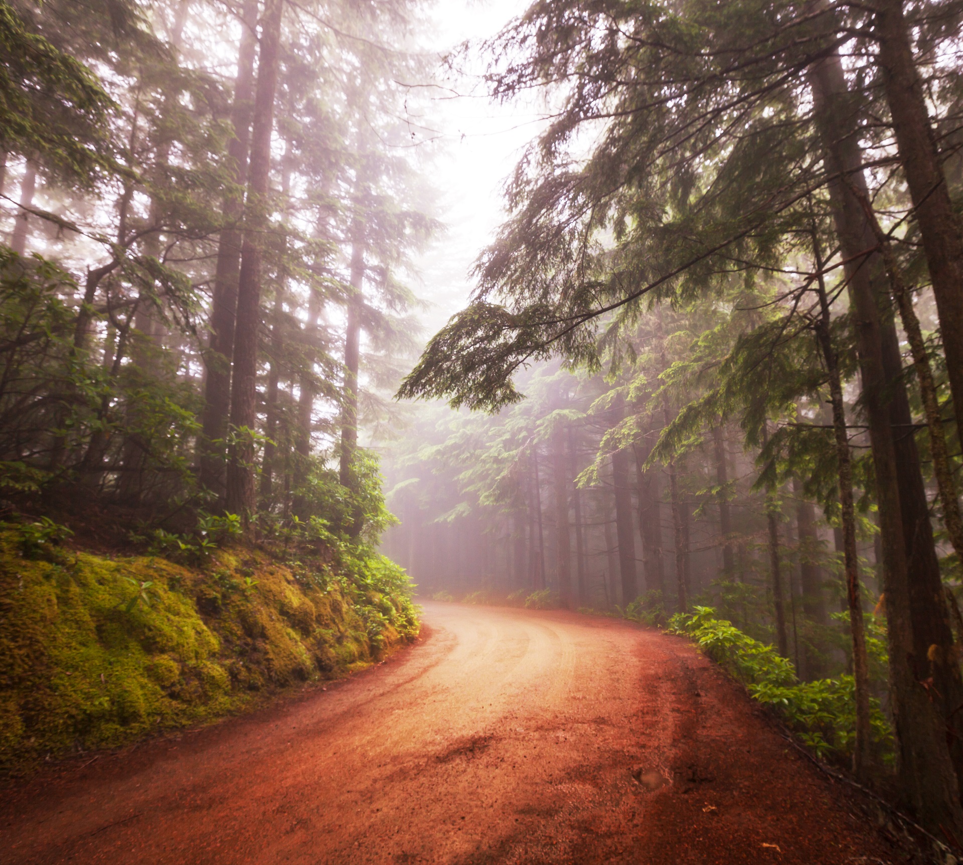 Forest Dream Meaning | Get Your Dream Interpretation Now!!!