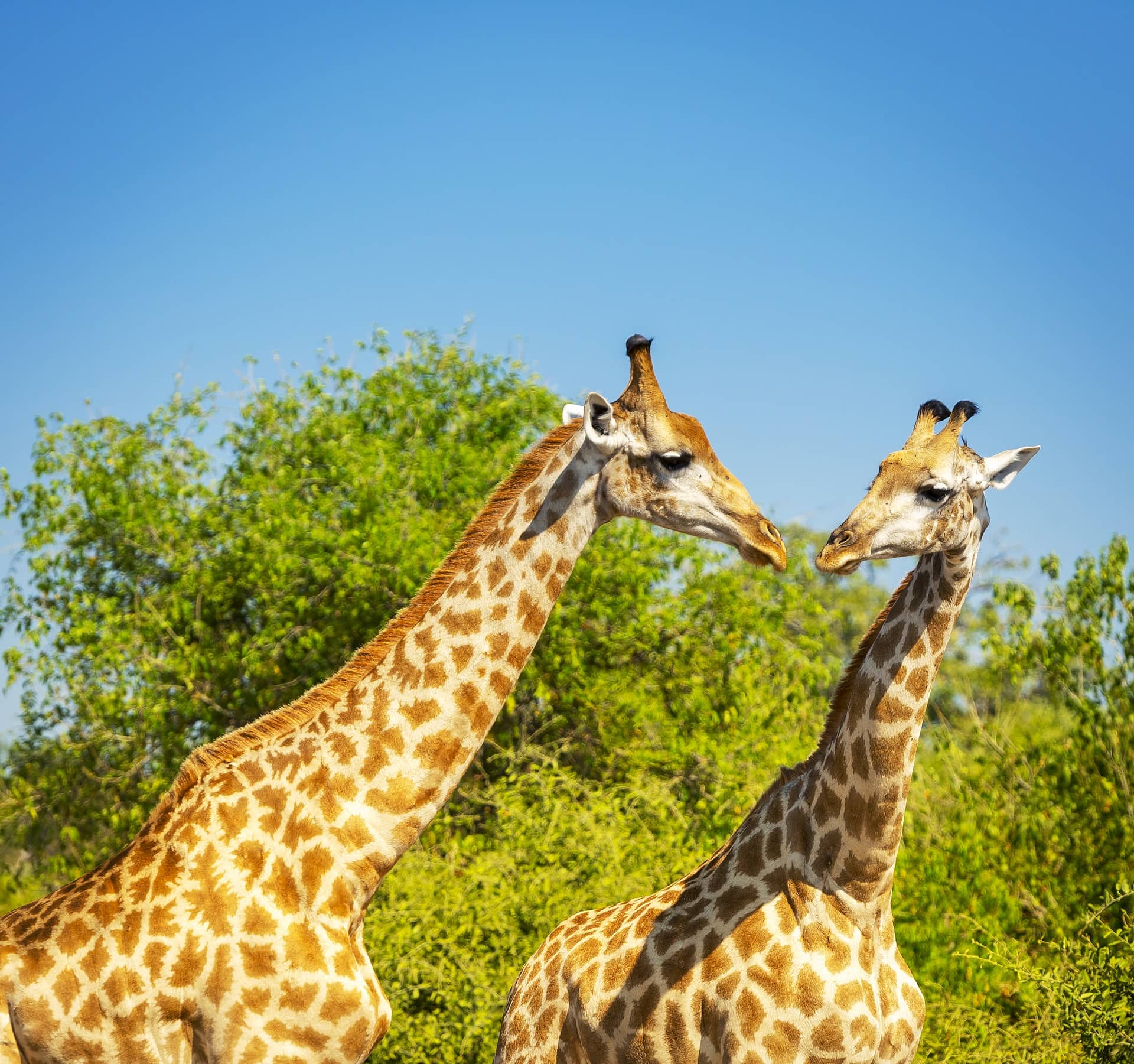 Giraffe Dream Meaning | Get Your Dream Interpretation Now!!!