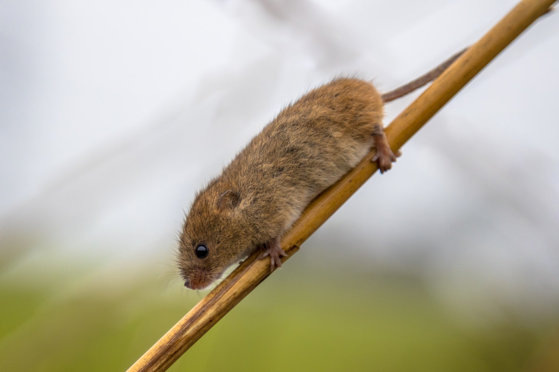 Mouse Dream Meaning | Get Your Dream Interpretation Now!!!