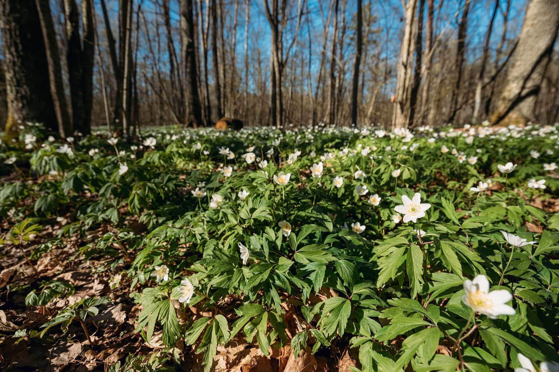 Forest Dream Meaning | Get Your Dream Interpretation Now!!!