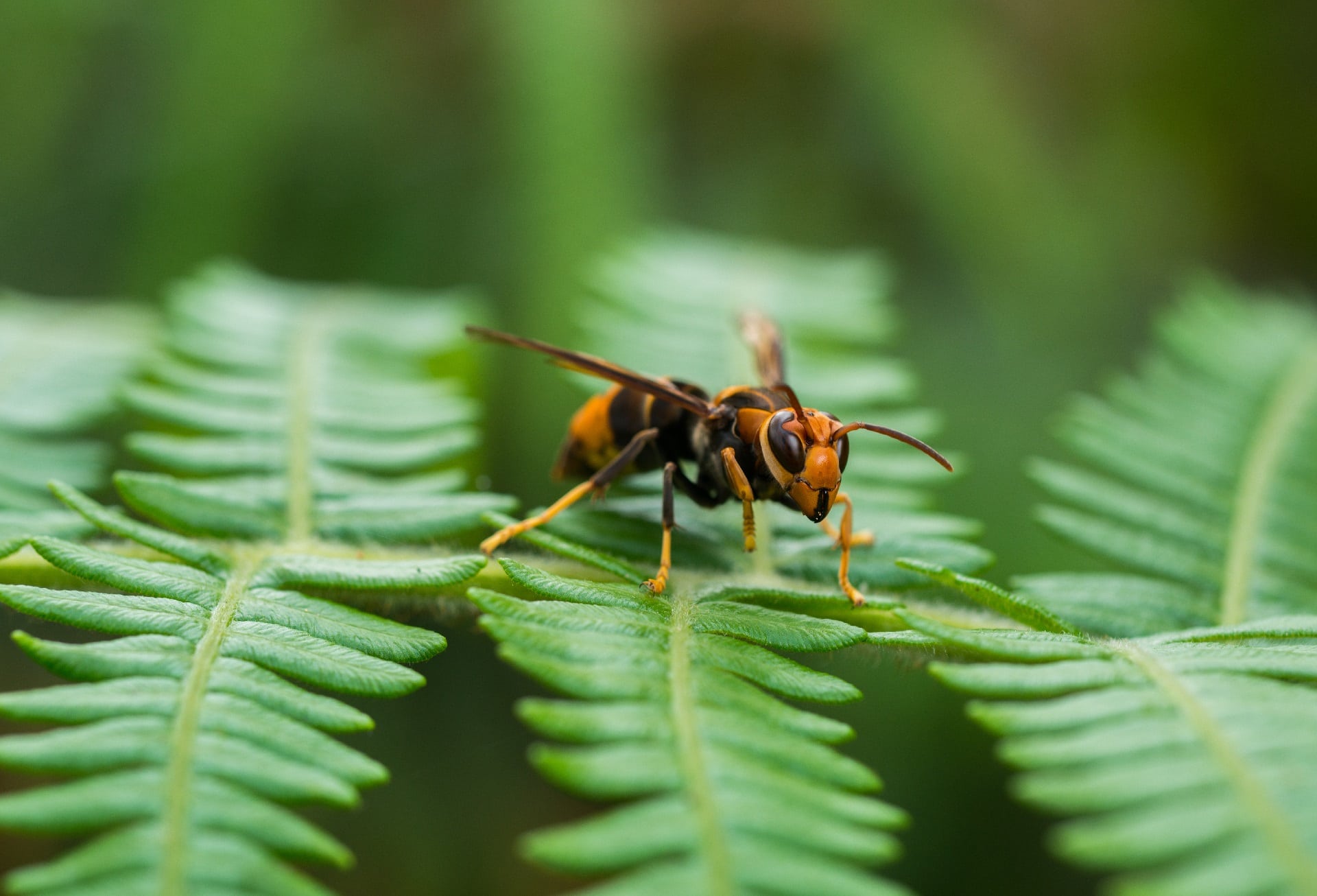 Wasp Dream Meaning | Get Your Dream Interpretation Now!!!